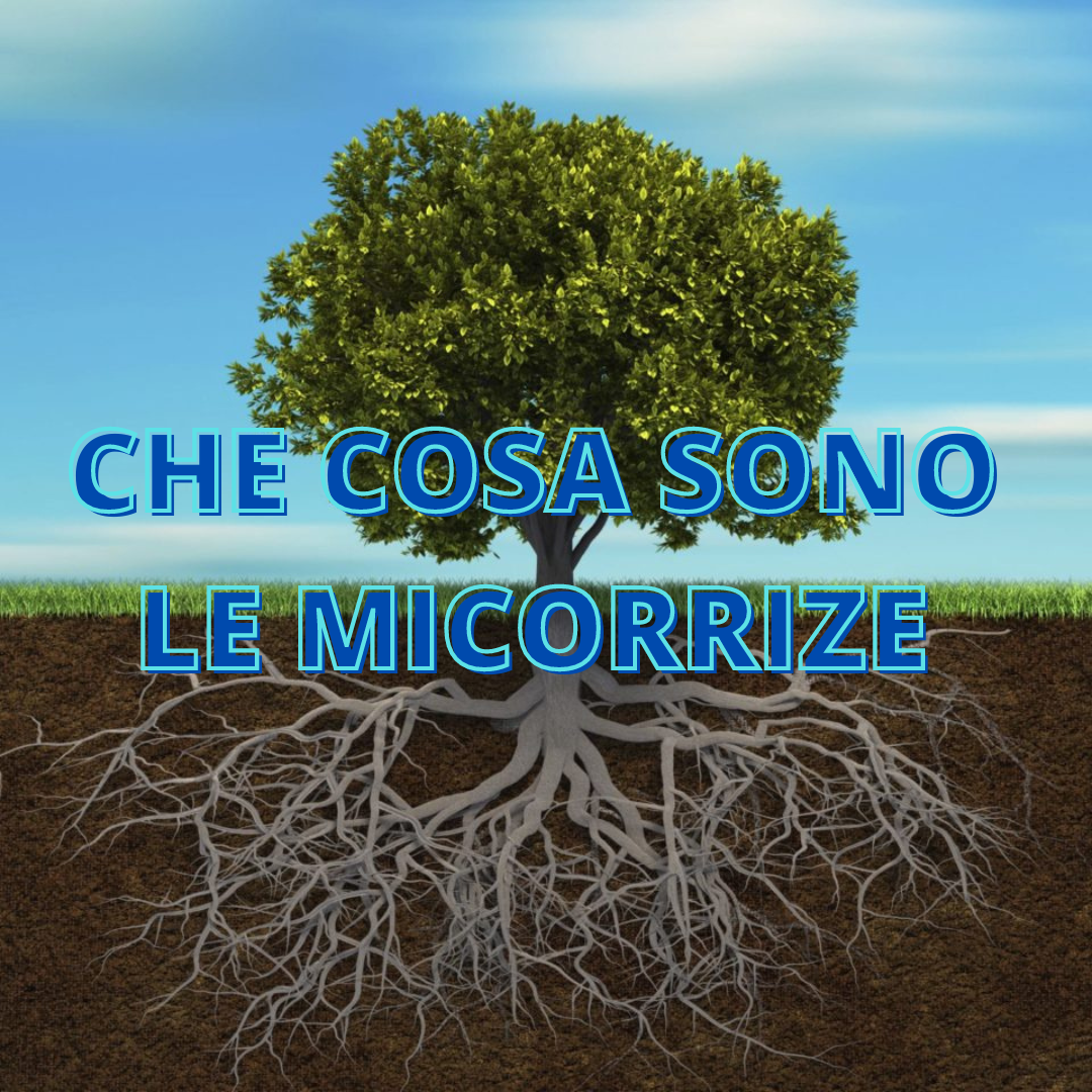 Cosa sono le Micorrize | Blog | Greenagri – Greenagri Cosa sono le Micorrize | Blog | Greenagri – Greenagri